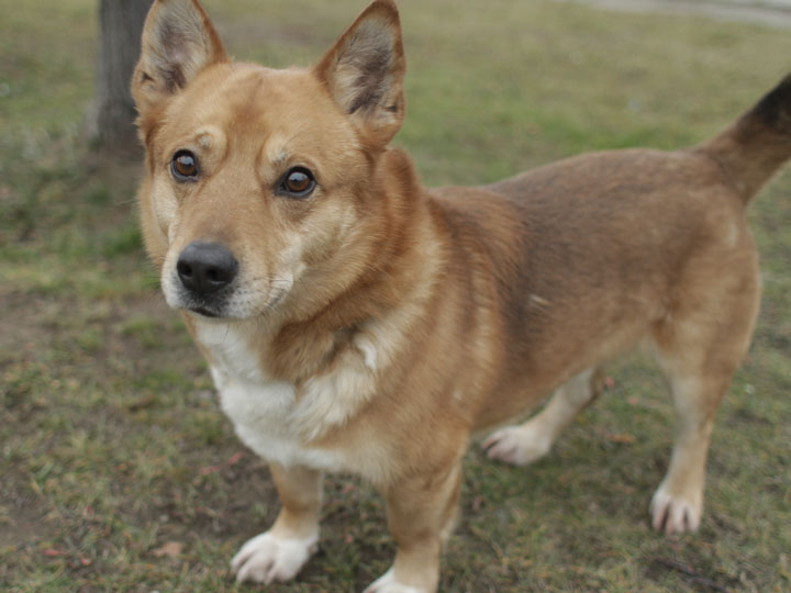 Dyson - Corgi German Shepherd mix