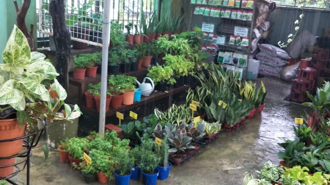 BUMI HIJAU NURSERY (002279488-D): Pasu viral & pokok indoor