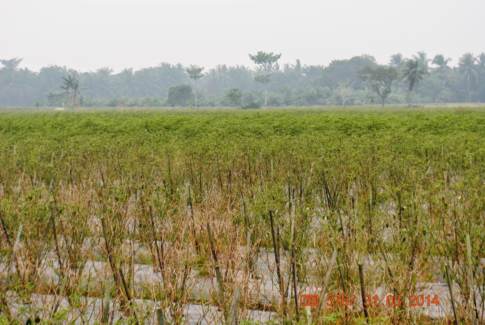 AOS FARM: BERTANAM CABE