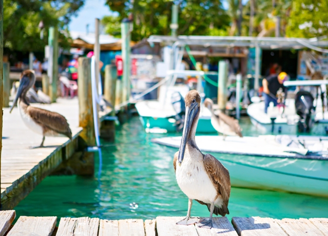 Cómo alquilar un auto en Miami para visitar los cayos de la Florida ...