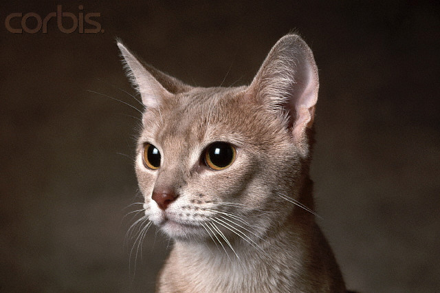 Encyclopedia of Cats Breed: Fawn Abyssinian Cat