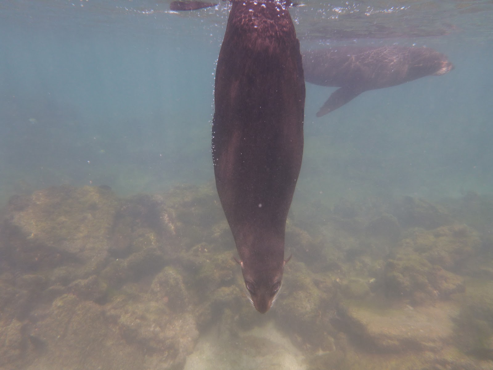 whySquared: Galápagos : Isla Marchena