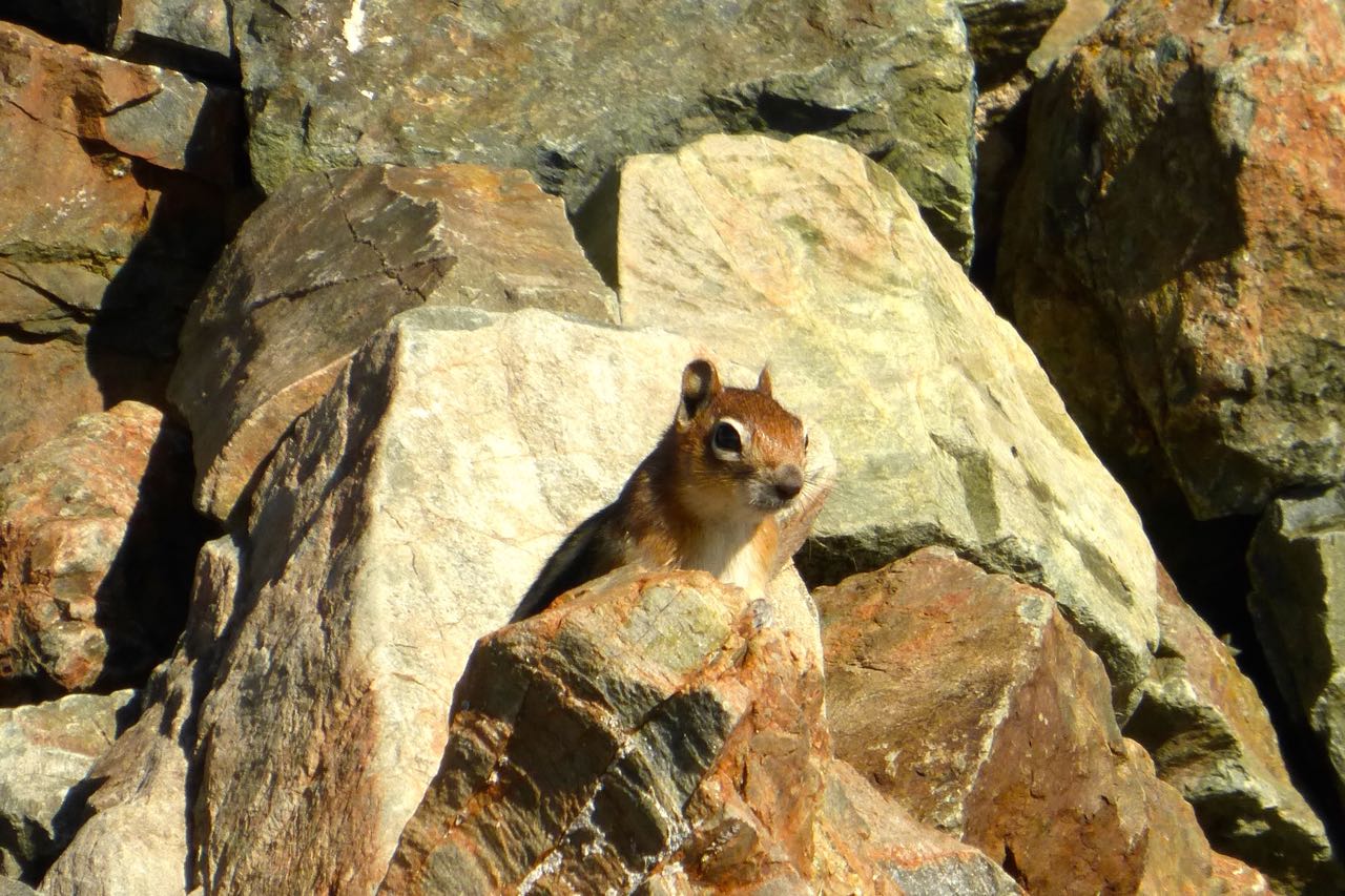 Greg's Running Adventures: Wildlife Gallery