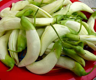 The Earth of India: All About Agathi (Sesbania grandiflora)