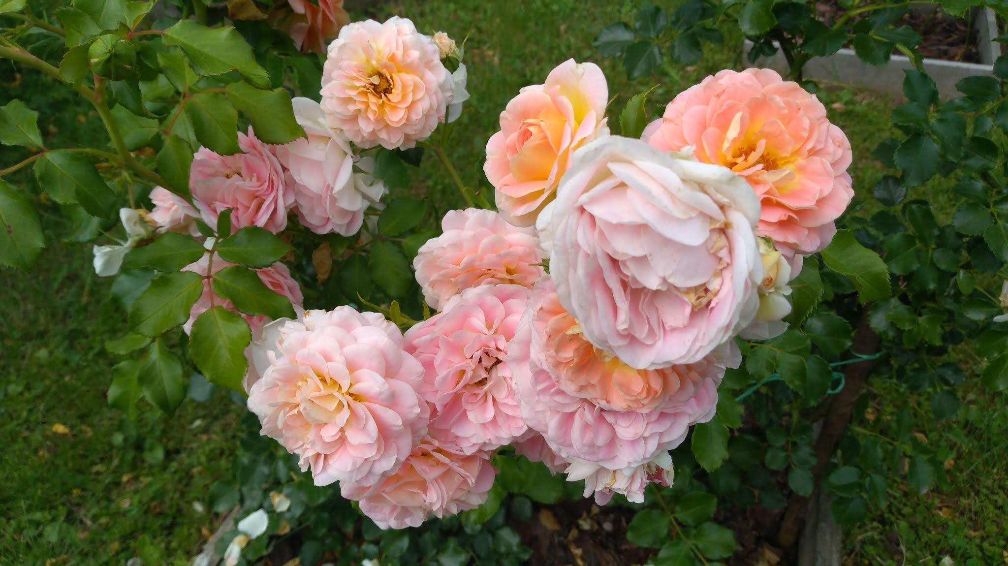 Ranczo Elma: Róża (Rosa) Concerto 94