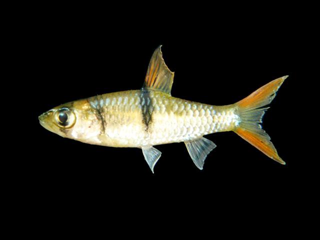 Mengenal Ikan Hampal/Hampala - Lalaukan