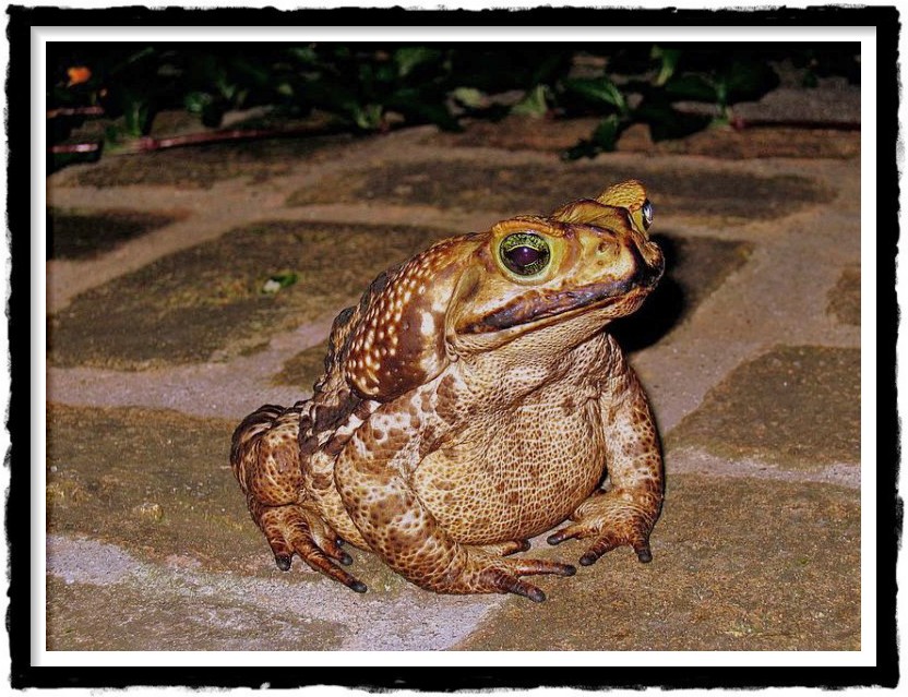 ! PALABRAS INTERESANTES, HERMOSAS, RARAS Y DIVERTIDAS: CURURÚ ...