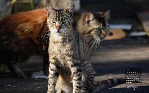 June Cat of the Month Wallpapers: Feral Cats Life