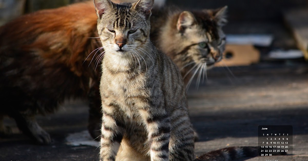 June Cat of the Month Wallpapers: Feral Cats Life