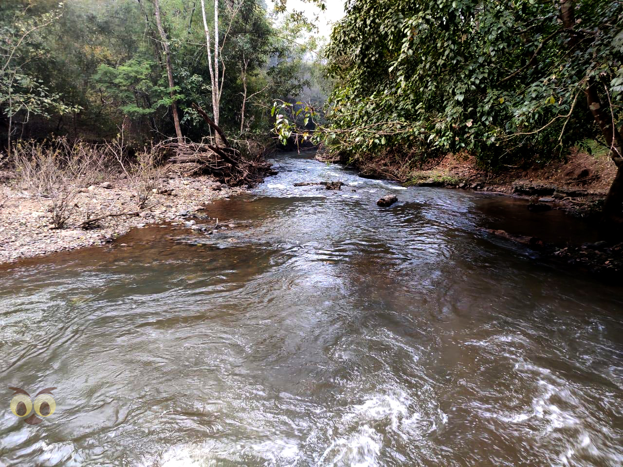 Spotted Owlets: The Jagara Valley’s 400 Year Old Heritage