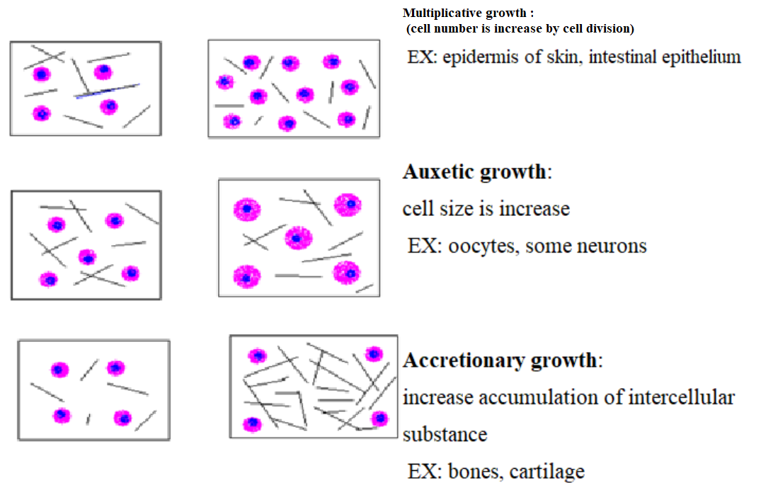 easyhumanatomy: Growth in embryology : definition, types and examples