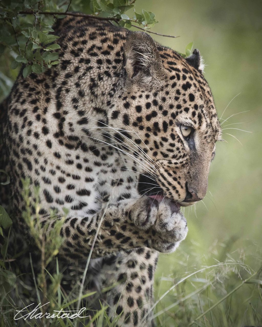 Elsen Karstad's 'Pic-A-Day Kenya': Leopard, Masai Mara Kenya