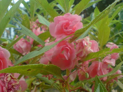 Sepatah Kata: Bunga Keembong dan Khasiatnya