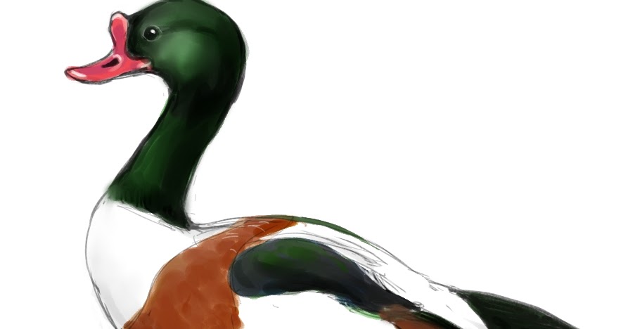 Birds: Shelduck