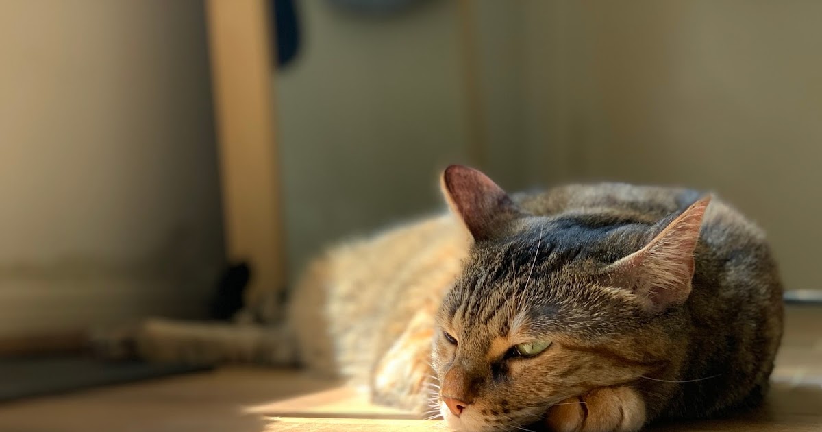 Tanda-tanda kucing marah dengan kita - Rancak TV