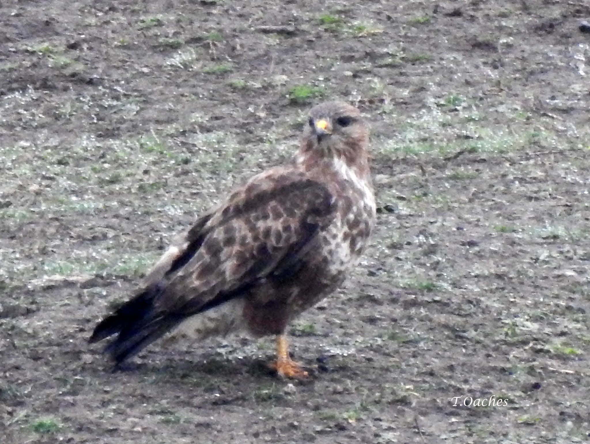PASARI DIN ROMANIA: SORECAR COMUN, Buteo buteo