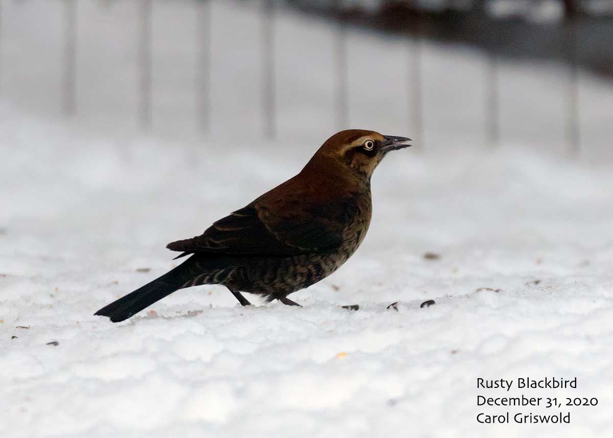 Sporadic Bird from Seward, Alaska : Thursday, December 31, 2020 ...