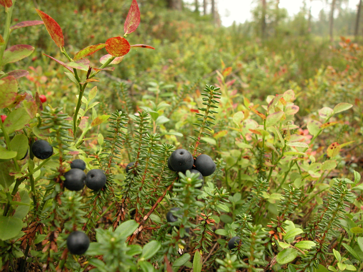 in my view ...: Finnish forest berries