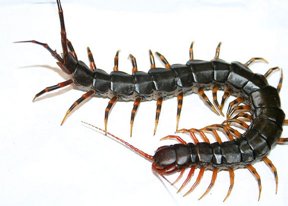 Selfie vs Lipan? - Cerita Ceriti Ceritu Mamapipie