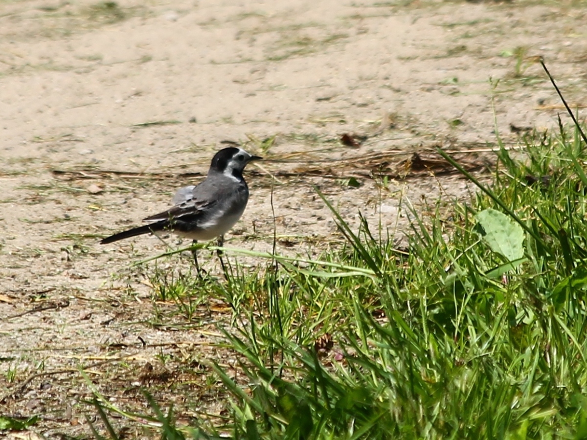 Przyrodnicze obserwacje : Mały czarno-biały ptak, pliszka siwa ( 72 )