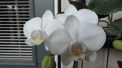 Hooray! Plants!: February 2013