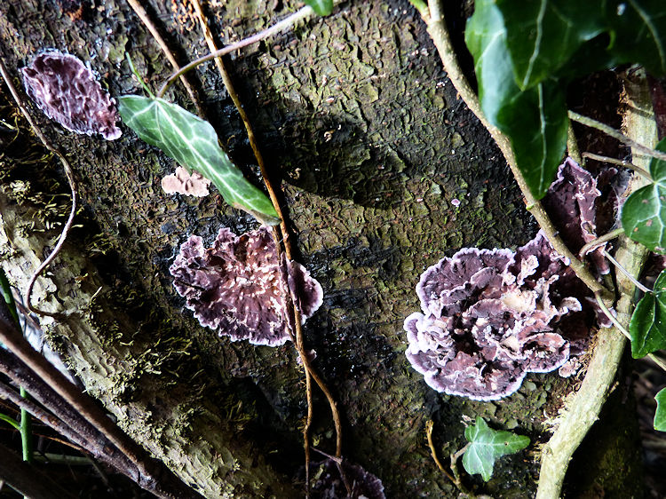 Spinrag: Een drietal mooie zwammen.