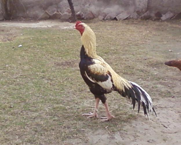 ASEEL FIGHTER PHOTOS - ASEEL FIGHTER PHOTOS