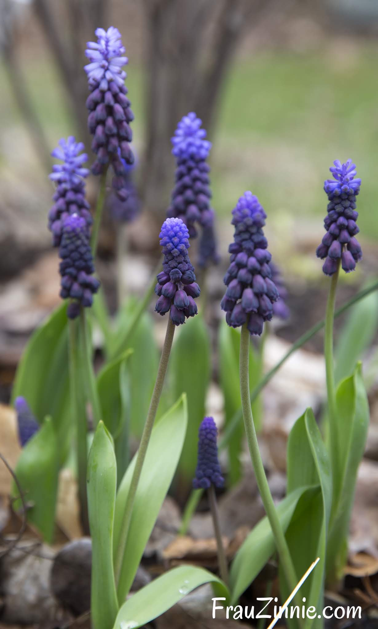For a pop of color, plant muscari in your garden | Frau Zinnie