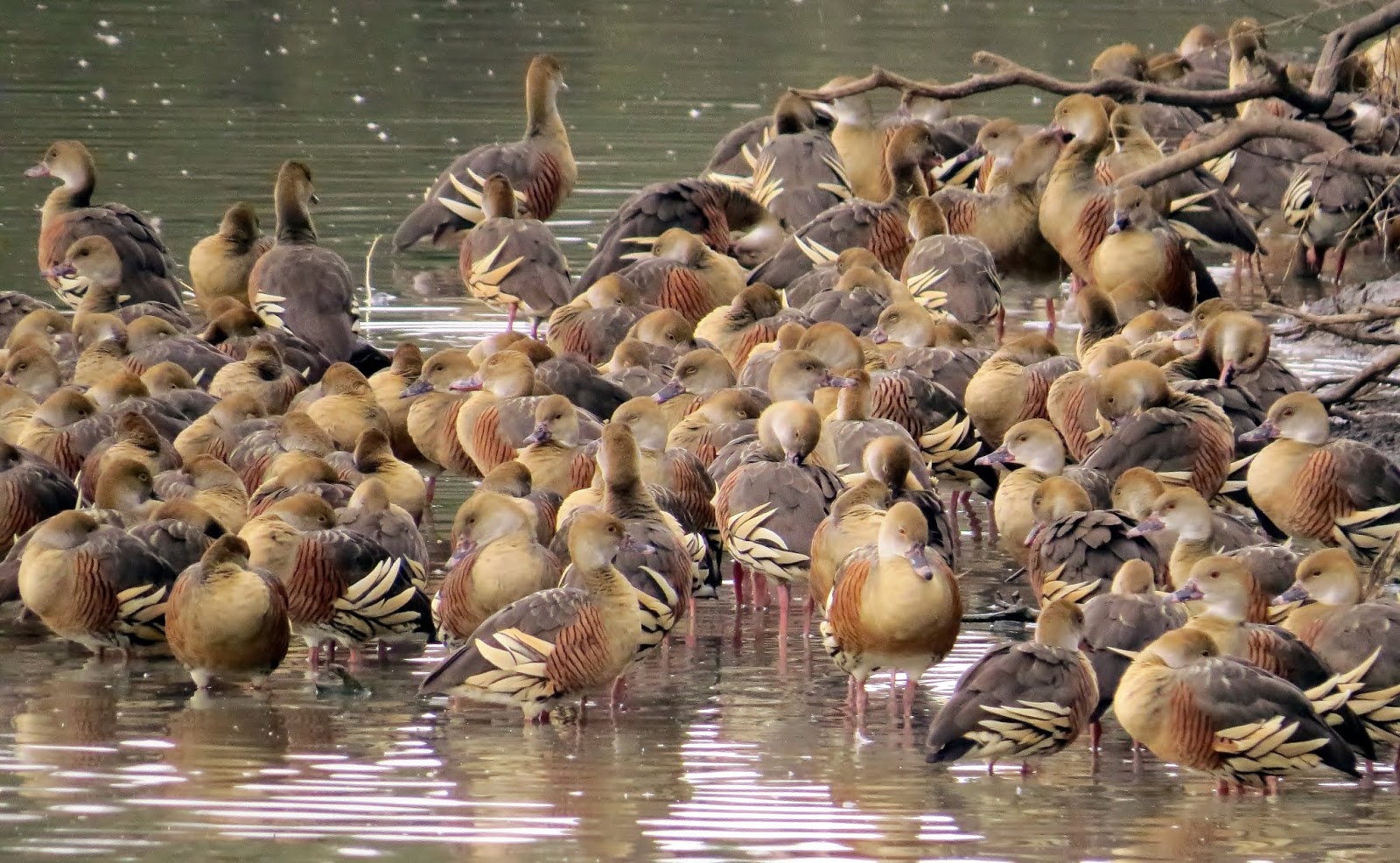 Inland birds make a dash for survival towards the coast