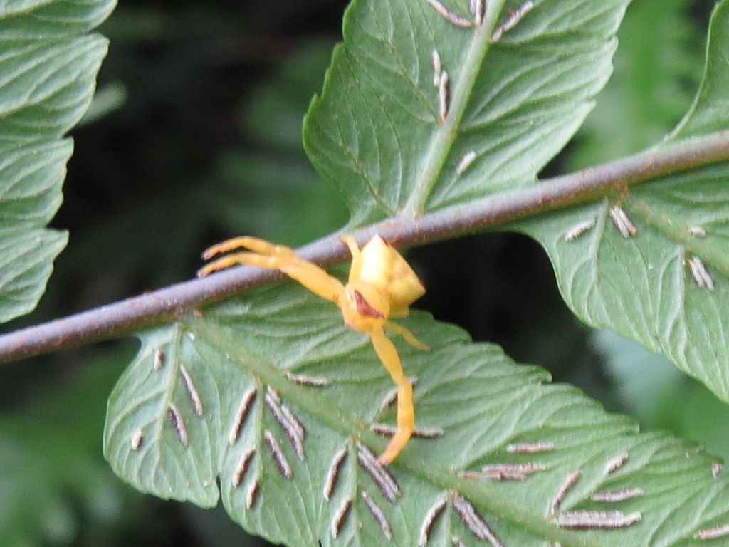 Kite的蜘蛛筆記: 【蟹蛛科】Thomisus labefactus 三角蟹蛛/三角蜘蛛/角紅蟹蛛 #31