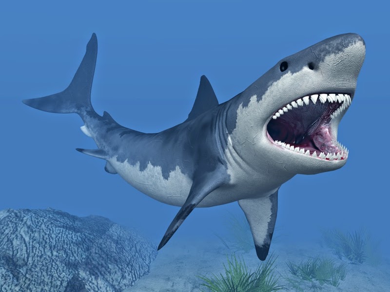 El Sentimiento del Conocimiento: El tiburón