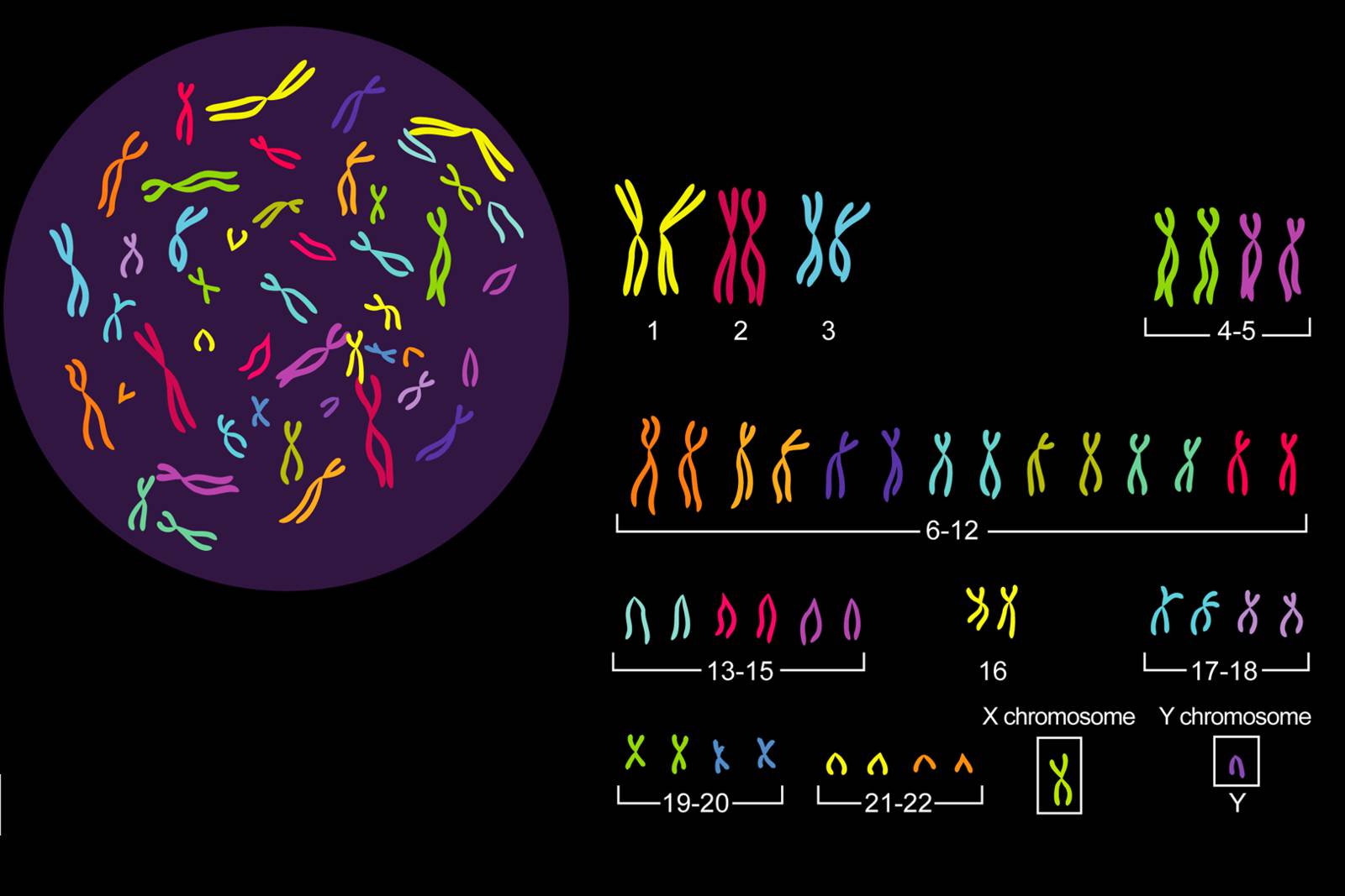 Resumo: Cromossomos | Bio Nota 10