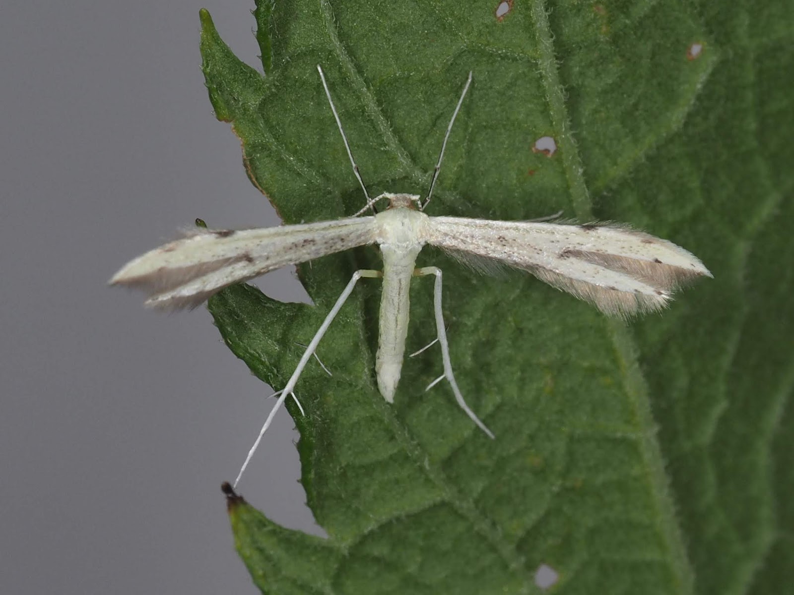 Hereford and Worcester Moths: 2019