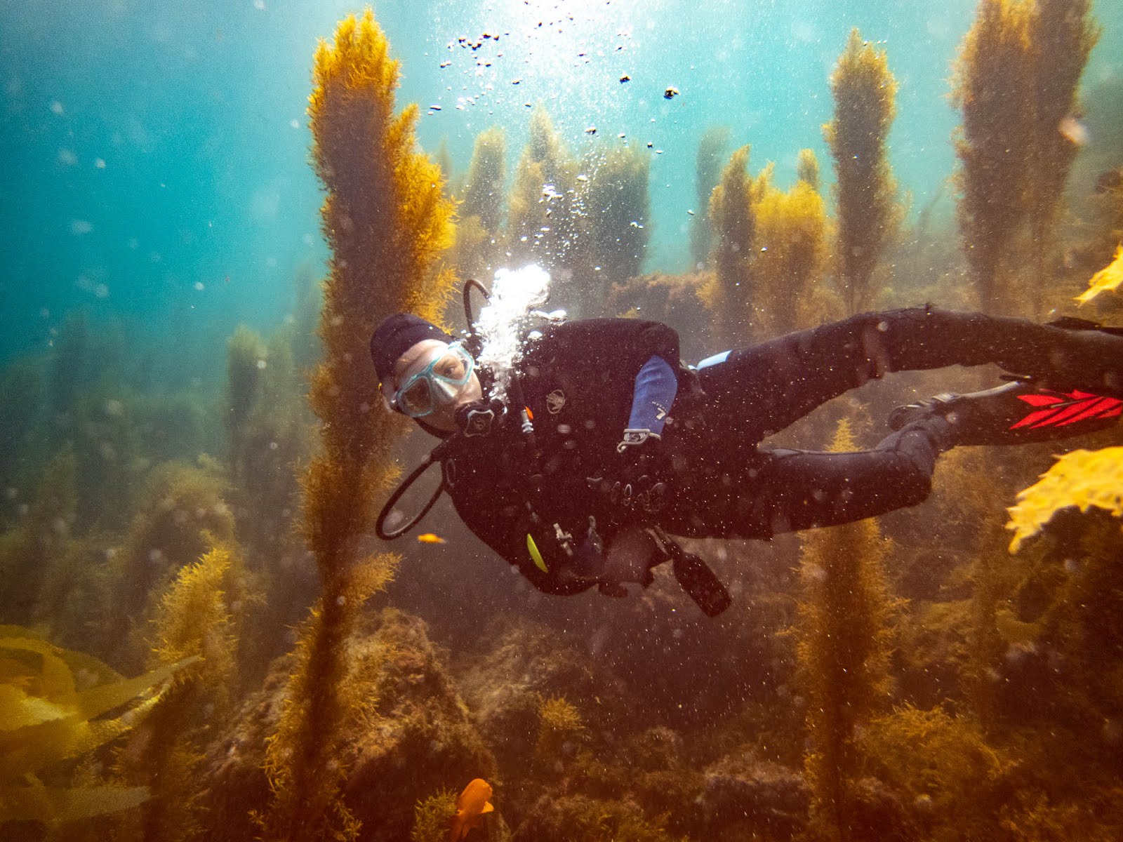 Diving Catalina Island Rock Quarry & Eagle Rock With The Pacific Star ...