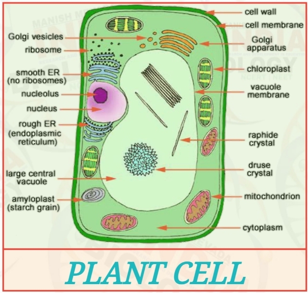 Eukaryotic cells | NEET BIOLOGY