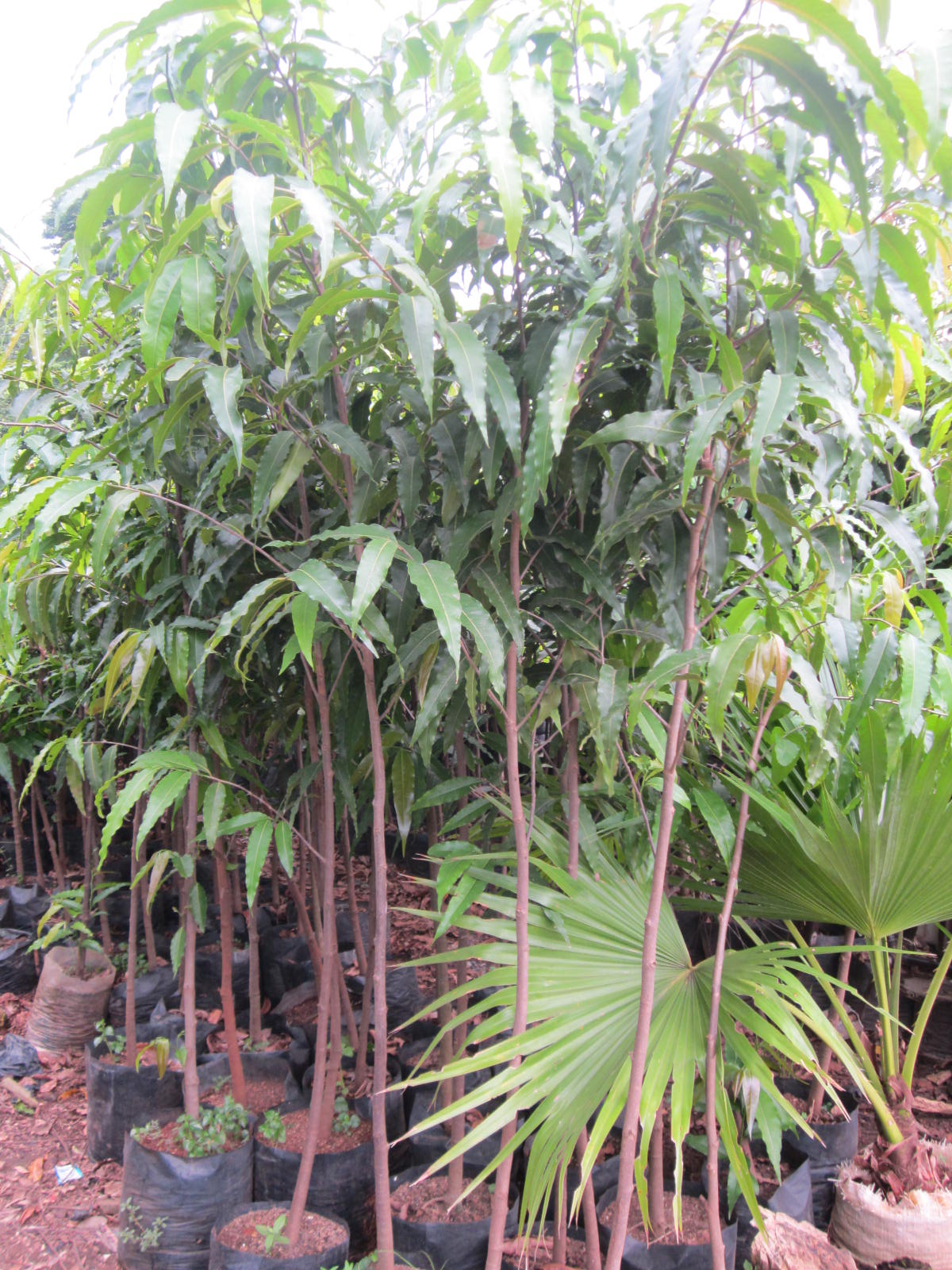 BIBIT JATI MERAH DAN TANAMAN KERAS