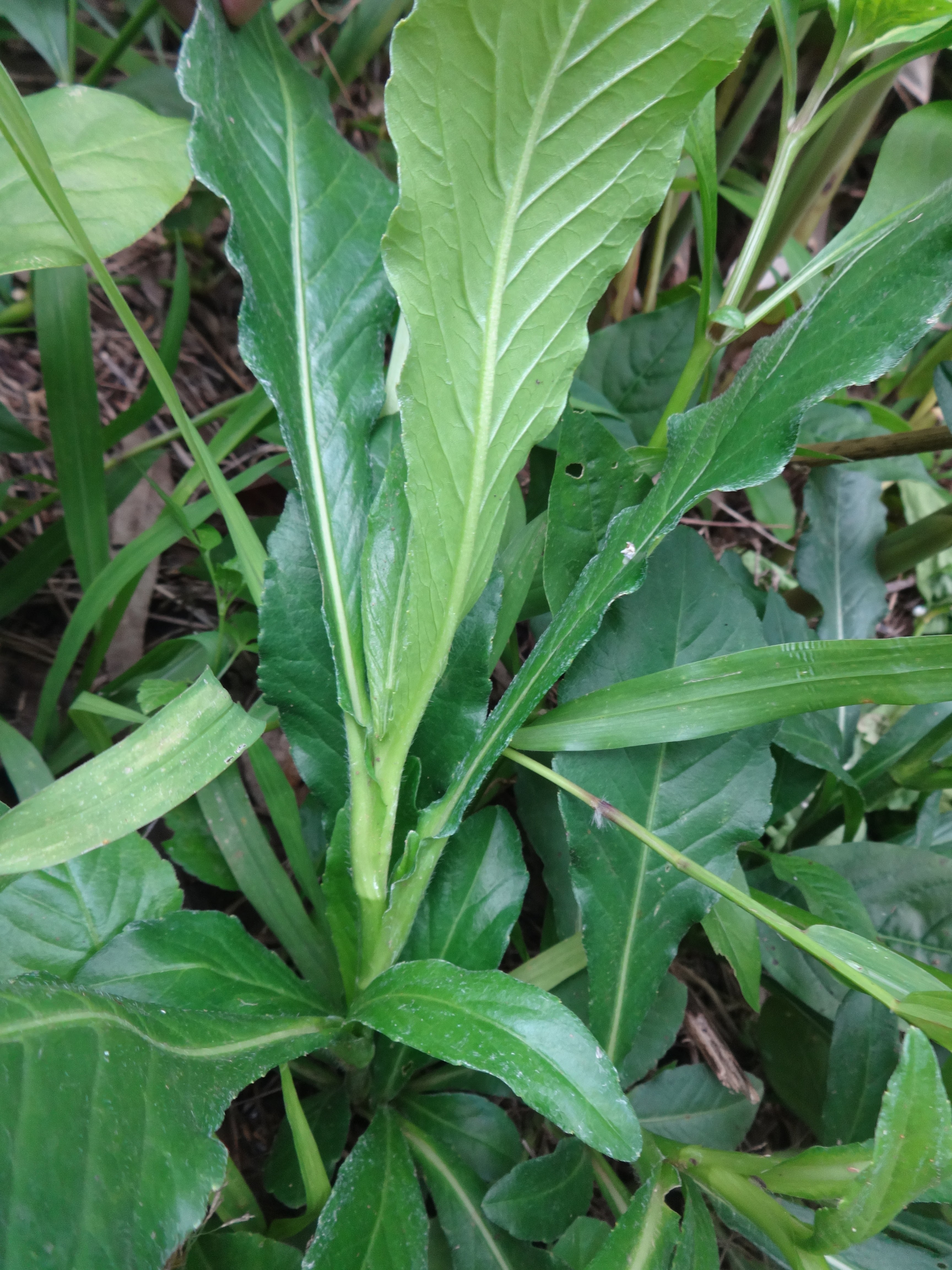 Elephantopus scaber, Elephantopus mollis Elephantopus tomentosus ...