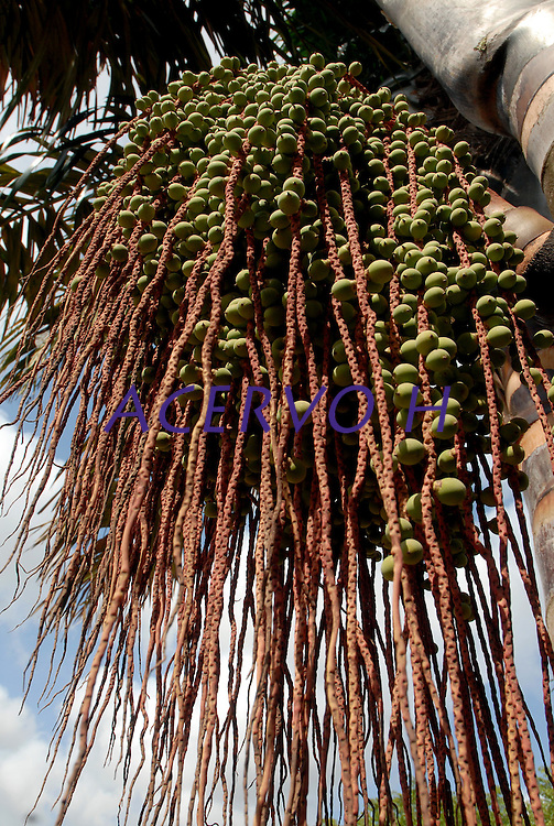 Bacaba - Oenocarpus bacaba