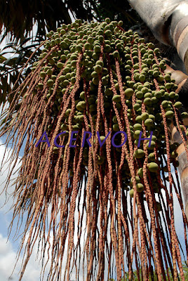 Bacaba - Oenocarpus bacaba