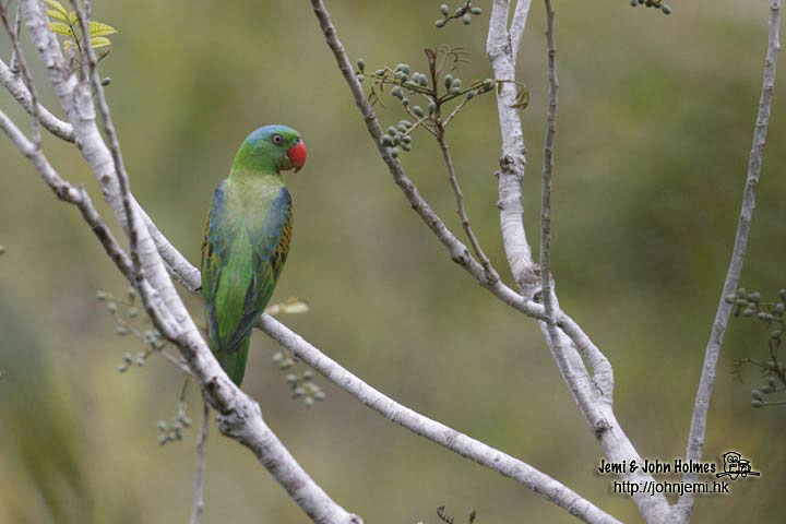 John's Hong Kong Birding: A trip to see Palawan Peacock Pheasant - 13th ...