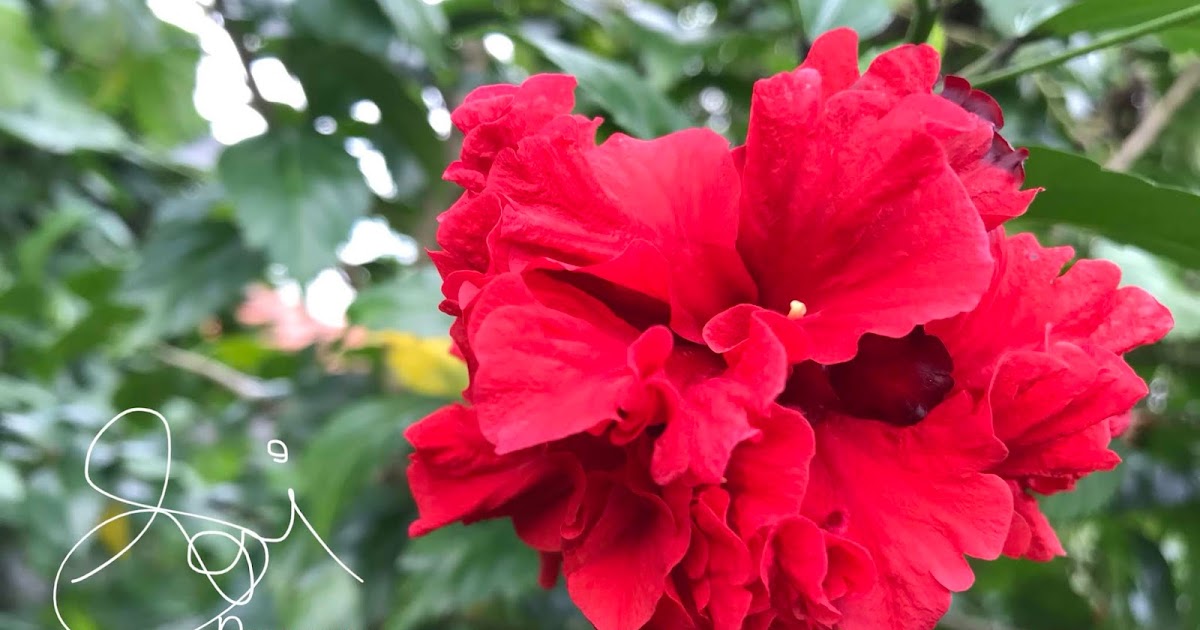 Mandara Puvvu || Flower || Micro Shot || Sai Media Works ...