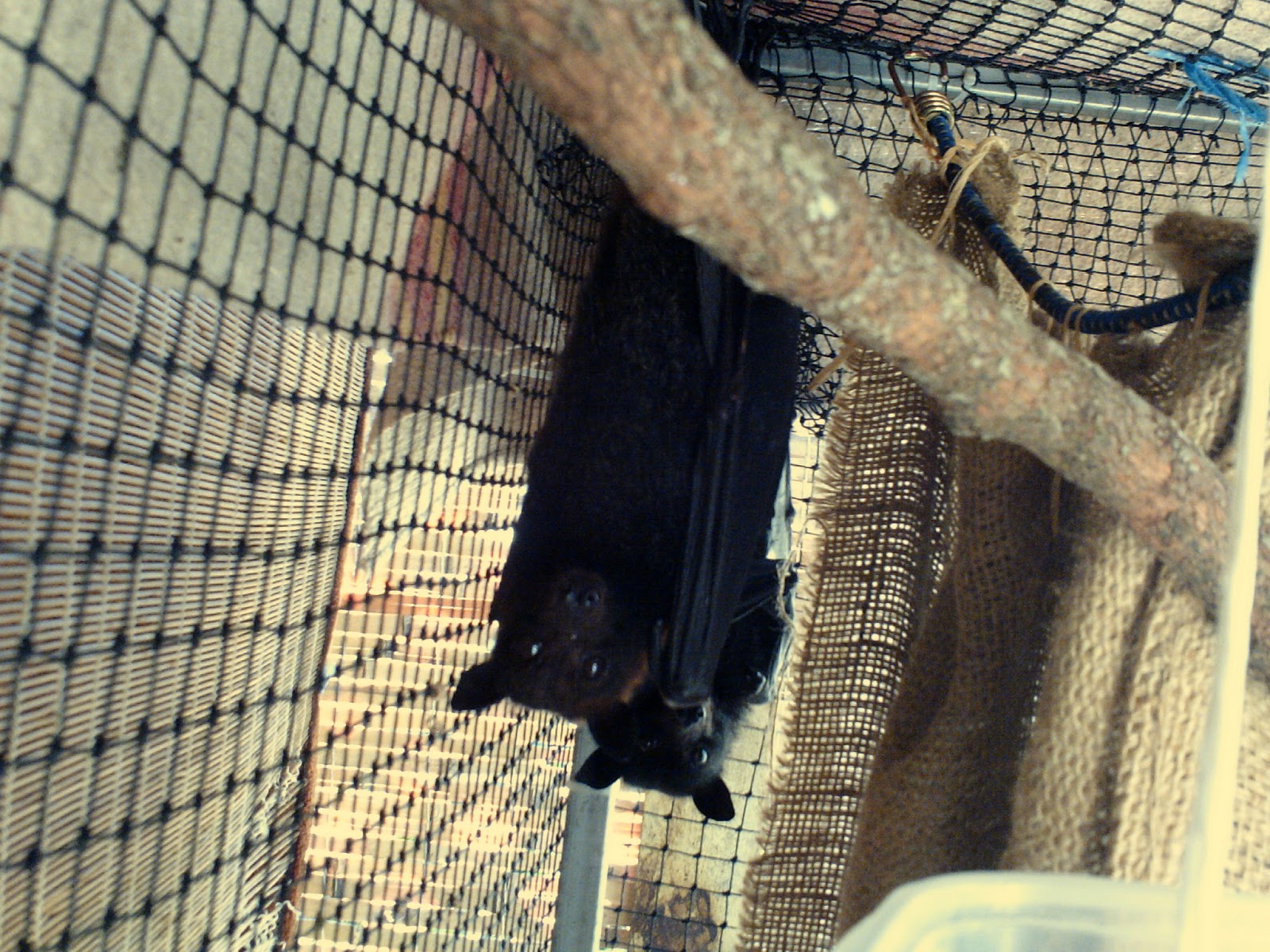 25 - 08/02/2012 - Rescue netting