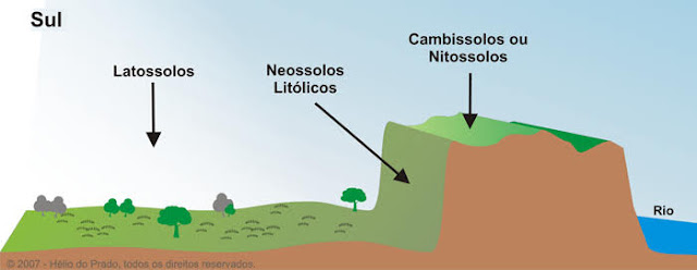 Onde as Plantas Crescem - Nitossolos