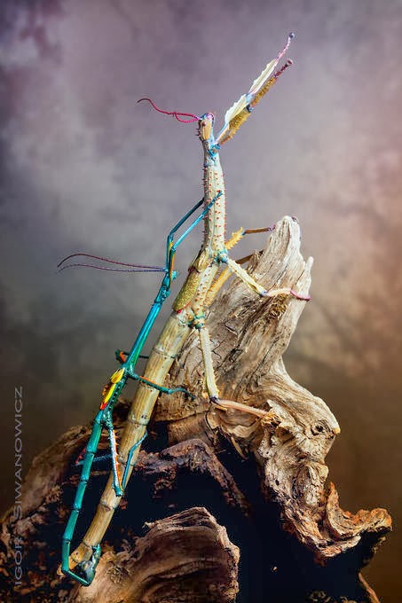 Biologia-Vida: Bicho-pau-azul / Blue walking stick insect (Achrioptera ...