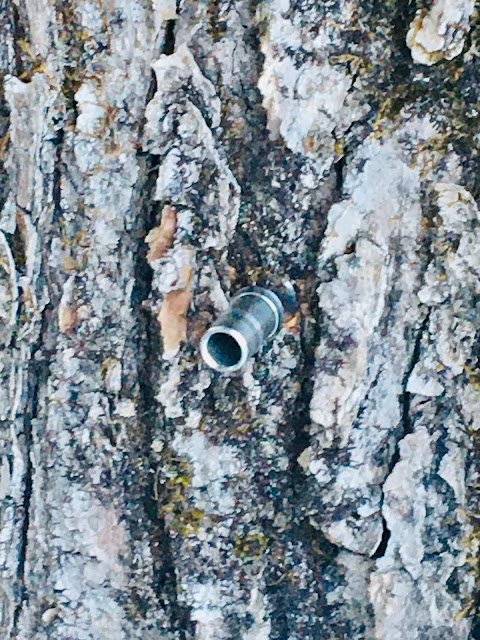 Little Lakeview Conservatory LLC: Maple Tree Tapping