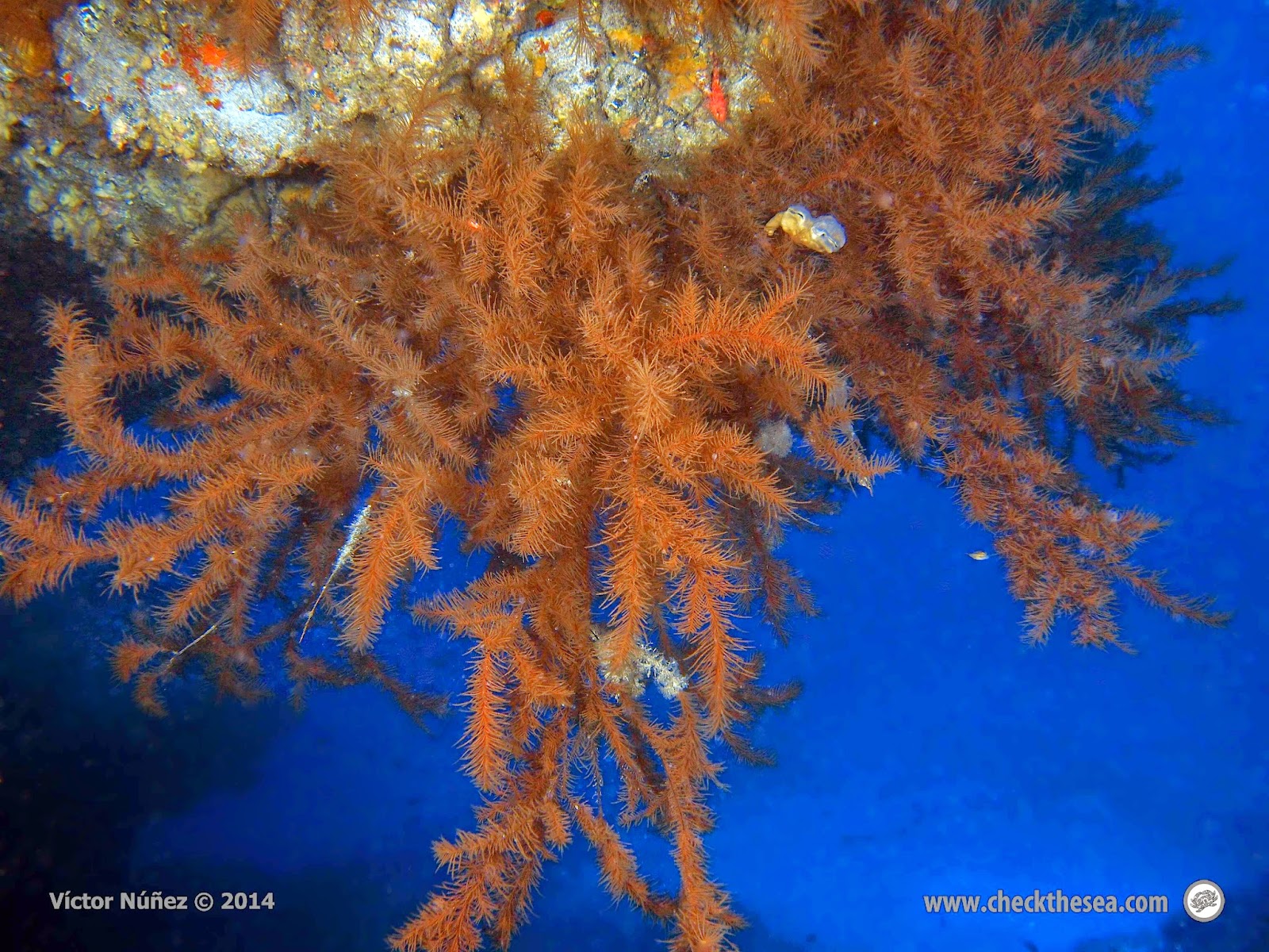 Check the Sea. Web de buceo y fotografía submarina de las Islas ...