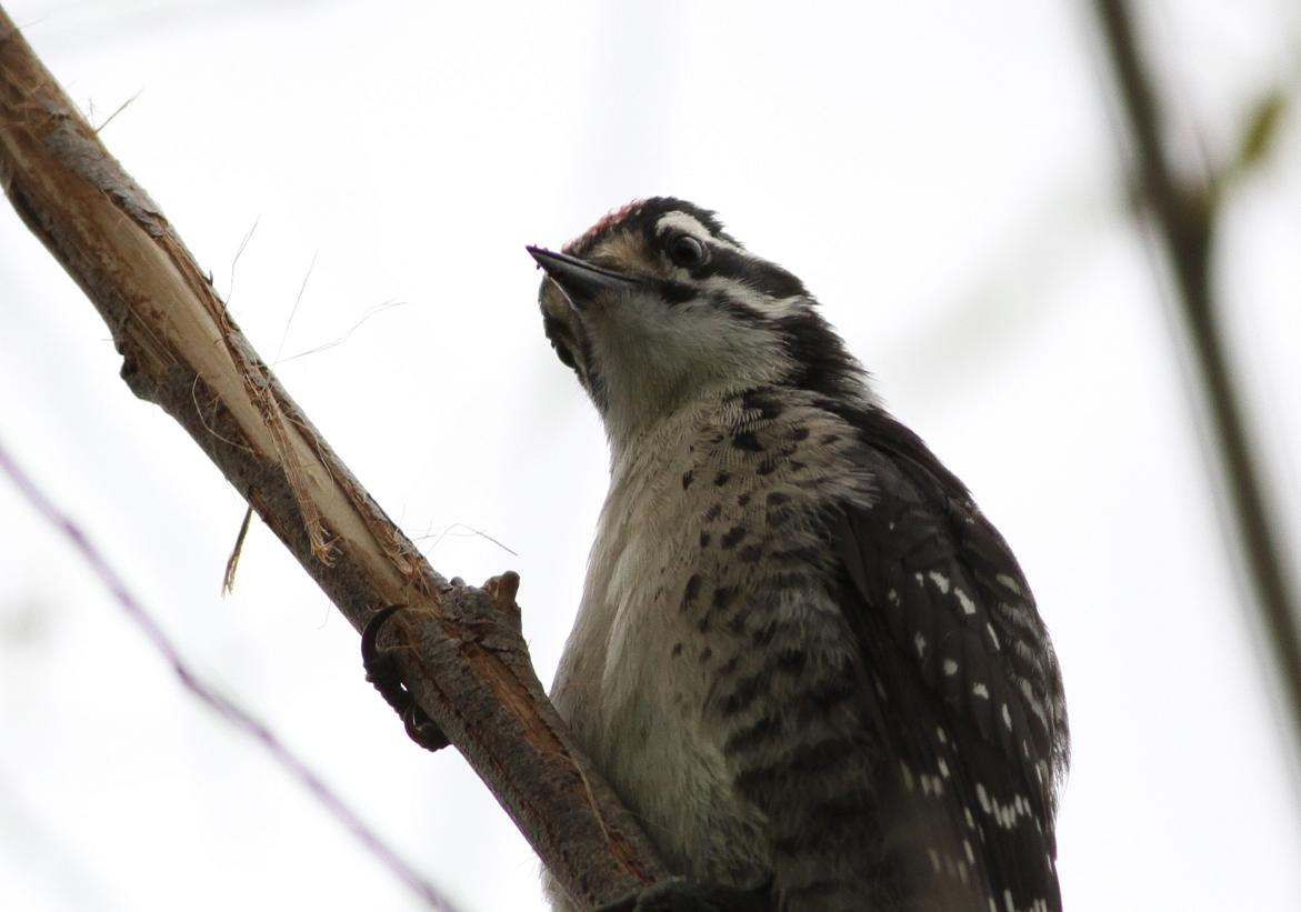 Jo's Morning Walk: Guajome Park "a Place of the Frogs"