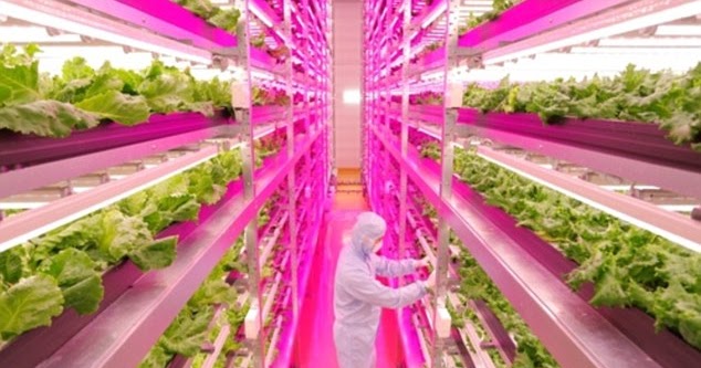 Everyday Nature: Sustainable High-Tech Farms?