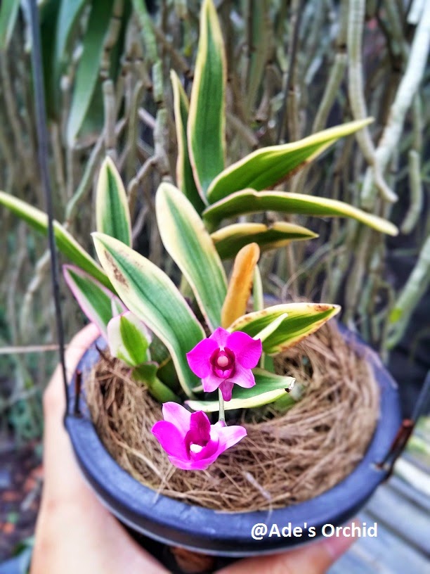 Ade's Orchid: Dendrobium phalaenopsis "Mini Variegata"