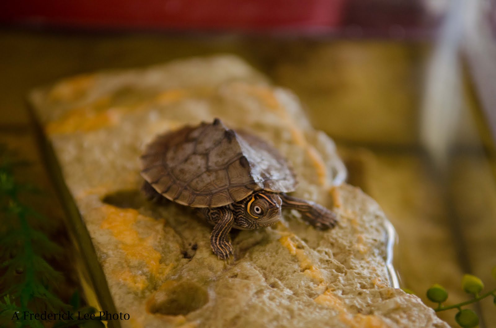 FrederickLee FOTO-graphy...: Baby Map Turtle!